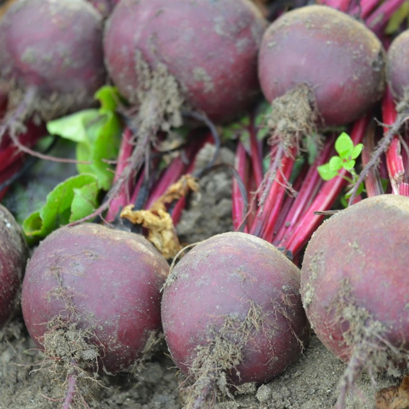 Nos légumes de saison