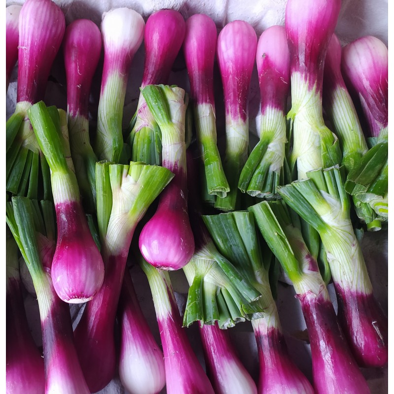 Nos légumes de saison